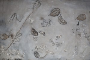 Dalmanites , Protolaster, Dendrocrinus, Hallopora, Striispirifere ...