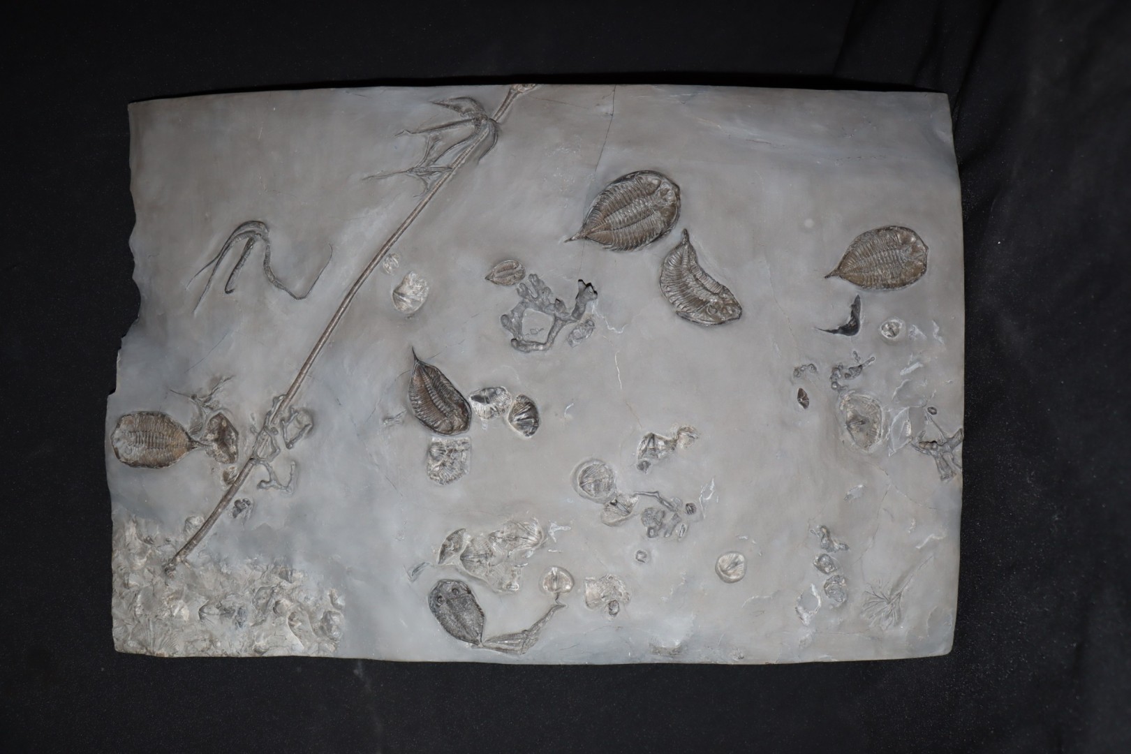 Dalmanites , Protolaster, Dendrocrinus, Hallopora, Striispirifere ...