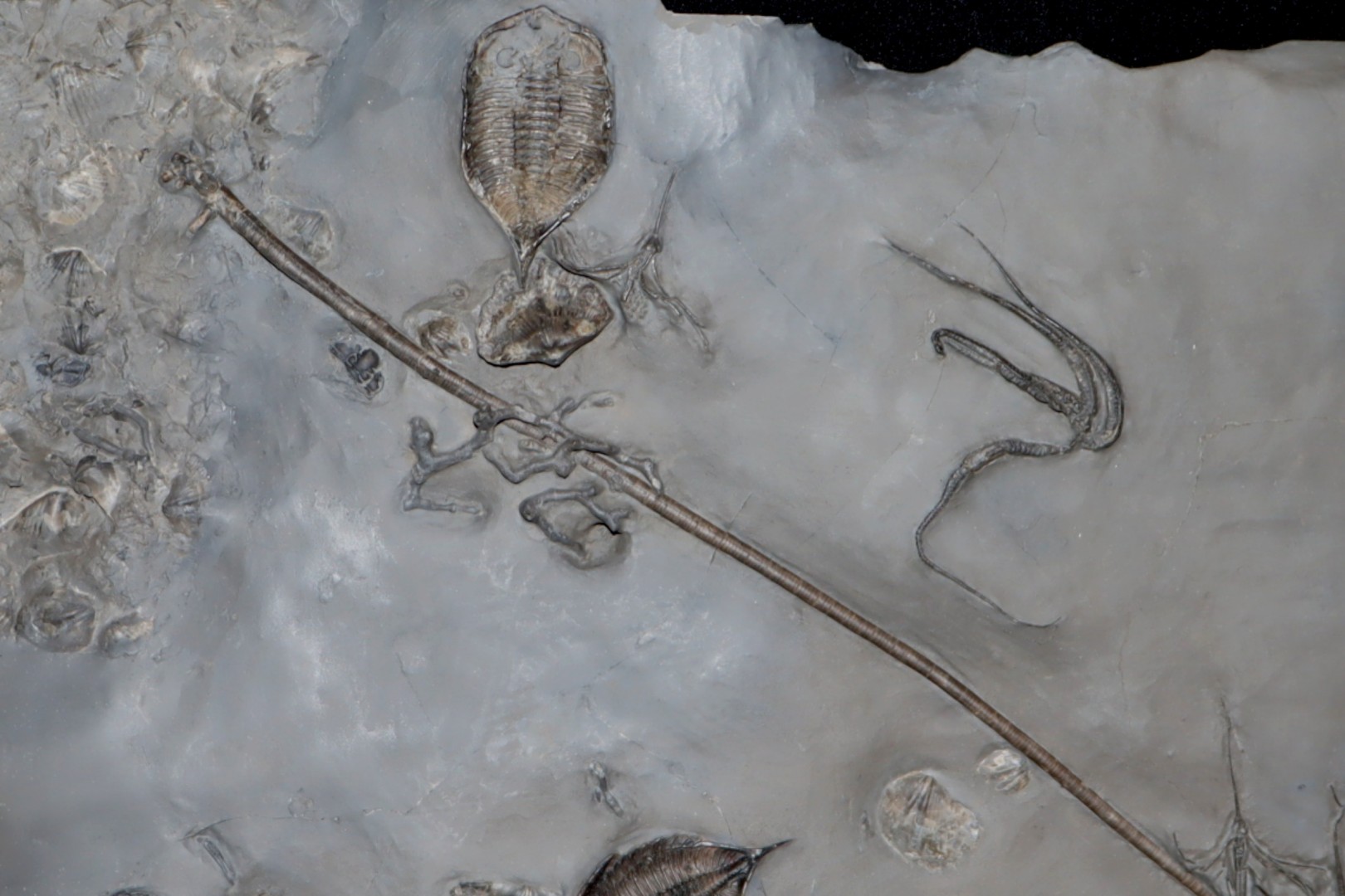 Dalmanites , Protolaster, Dendrocrinus, Hallopora, Striispirifere ...