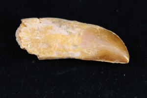 Very rare dinosaur Chenanisaurus • maastrichtian • Morocco