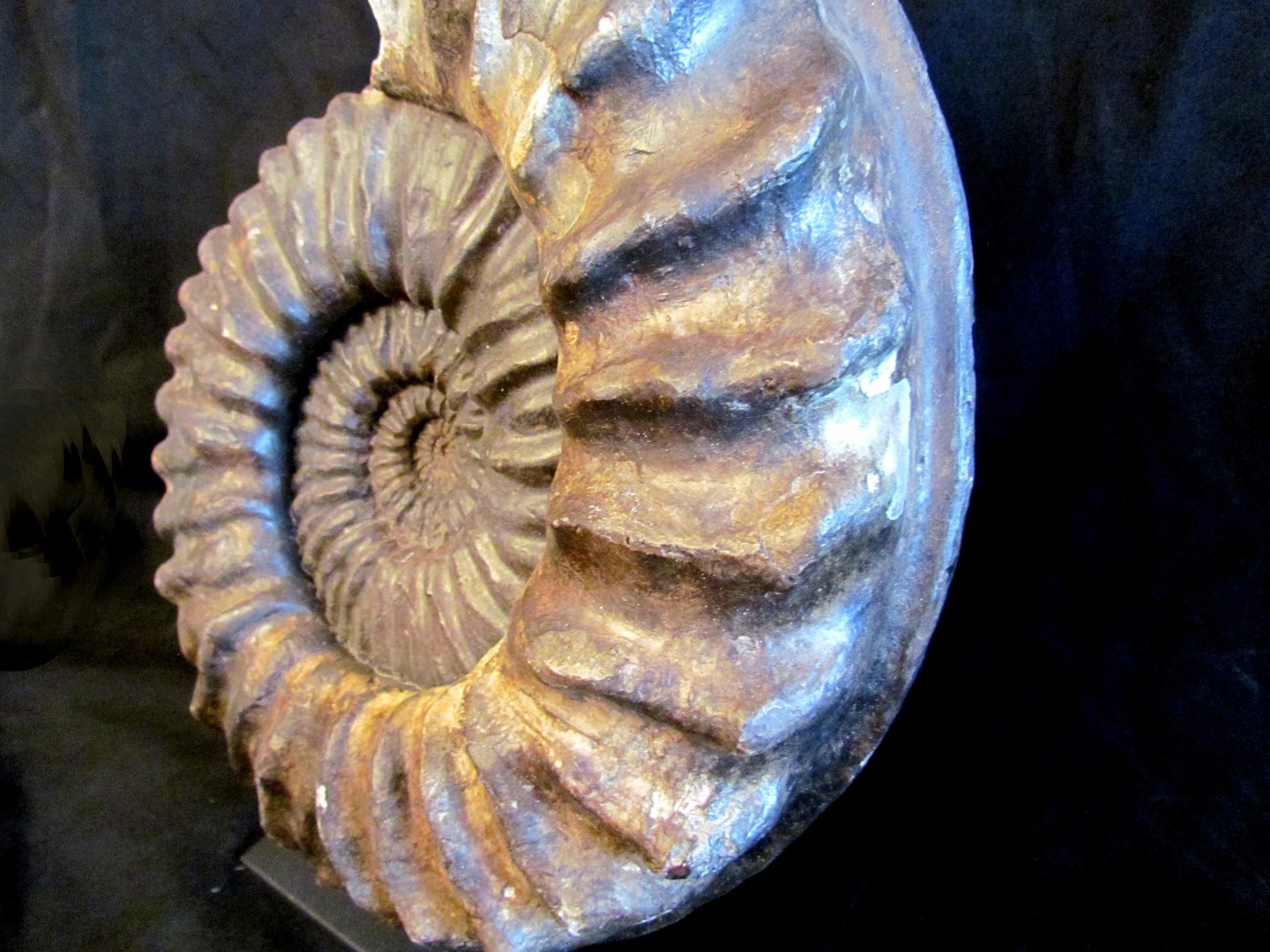 mortoniceras inflatum • Cap de la Hève • FRANCE