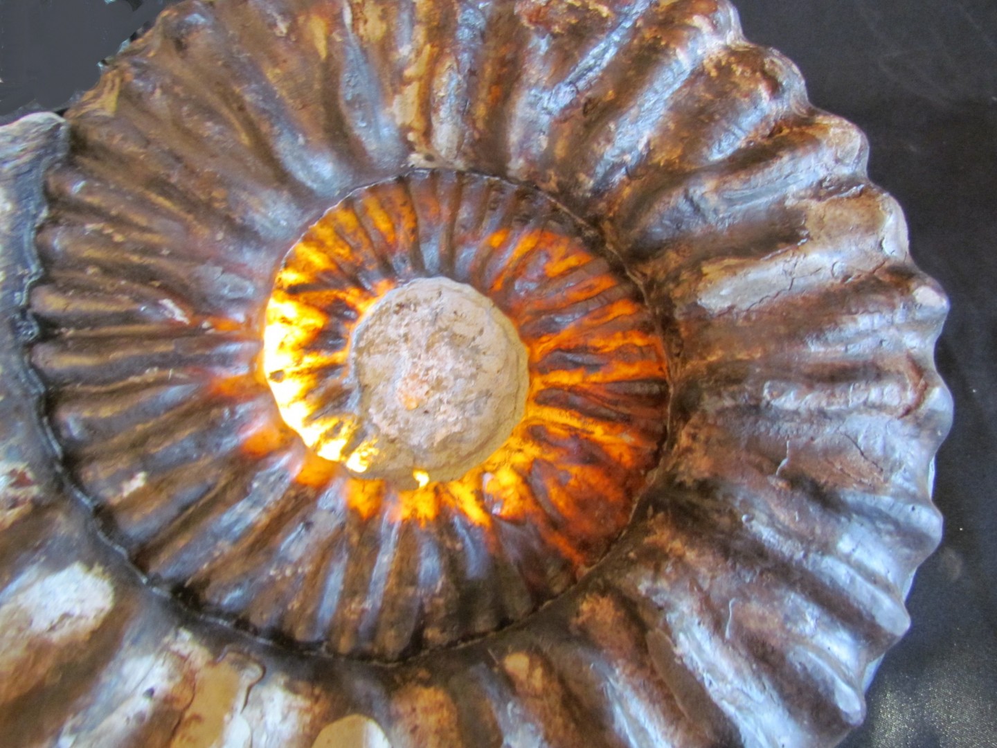 mortoniceras inflatum • Cap de la Hève • FRANCE