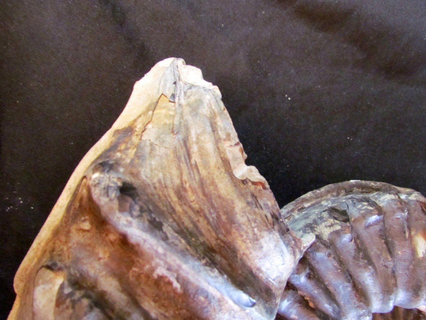 mortoniceras inflatum • Cap de la Hève • FRANCE