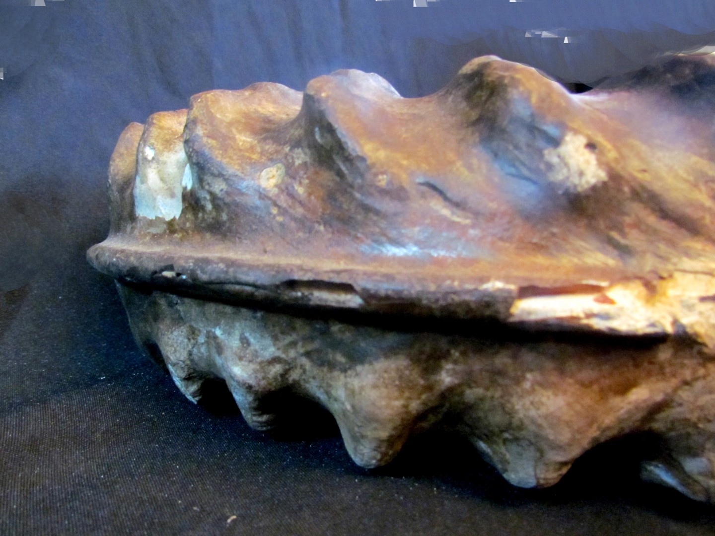 mortoniceras inflatum • Cap de la Hève • FRANCE