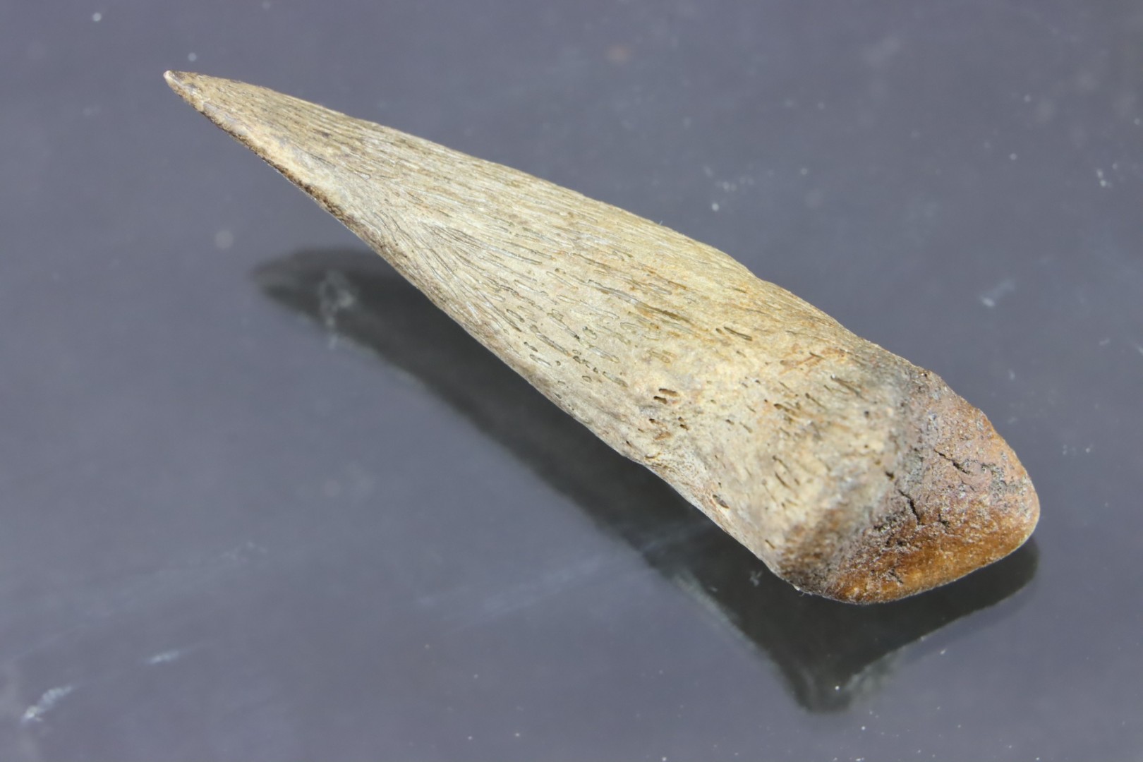 Real T•rex claw • Hell Creek fmt • S. Dakota, USA