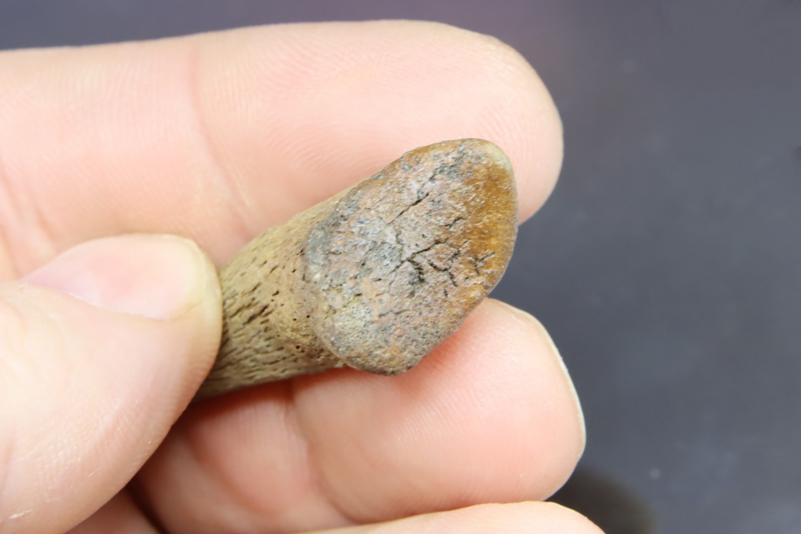 Real T•rex claw • Hell Creek fmt • S. Dakota, USA