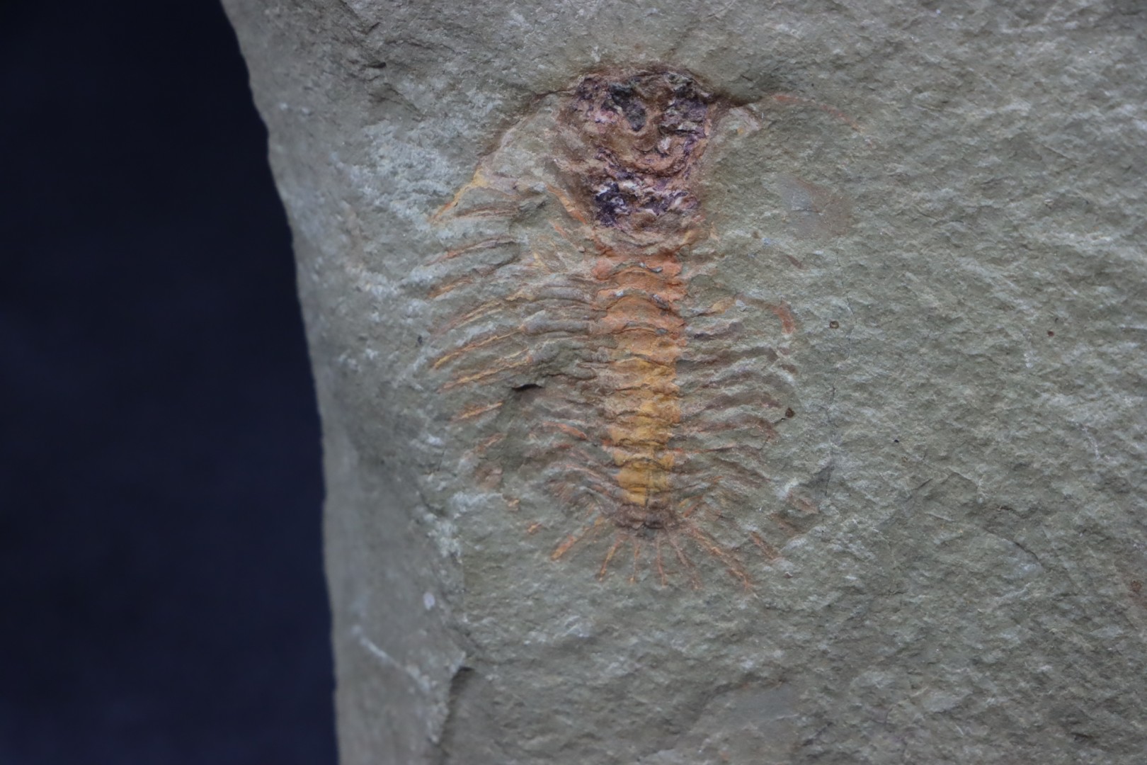 very rare trilobite: parapilekia from fezouata formation • Morocco