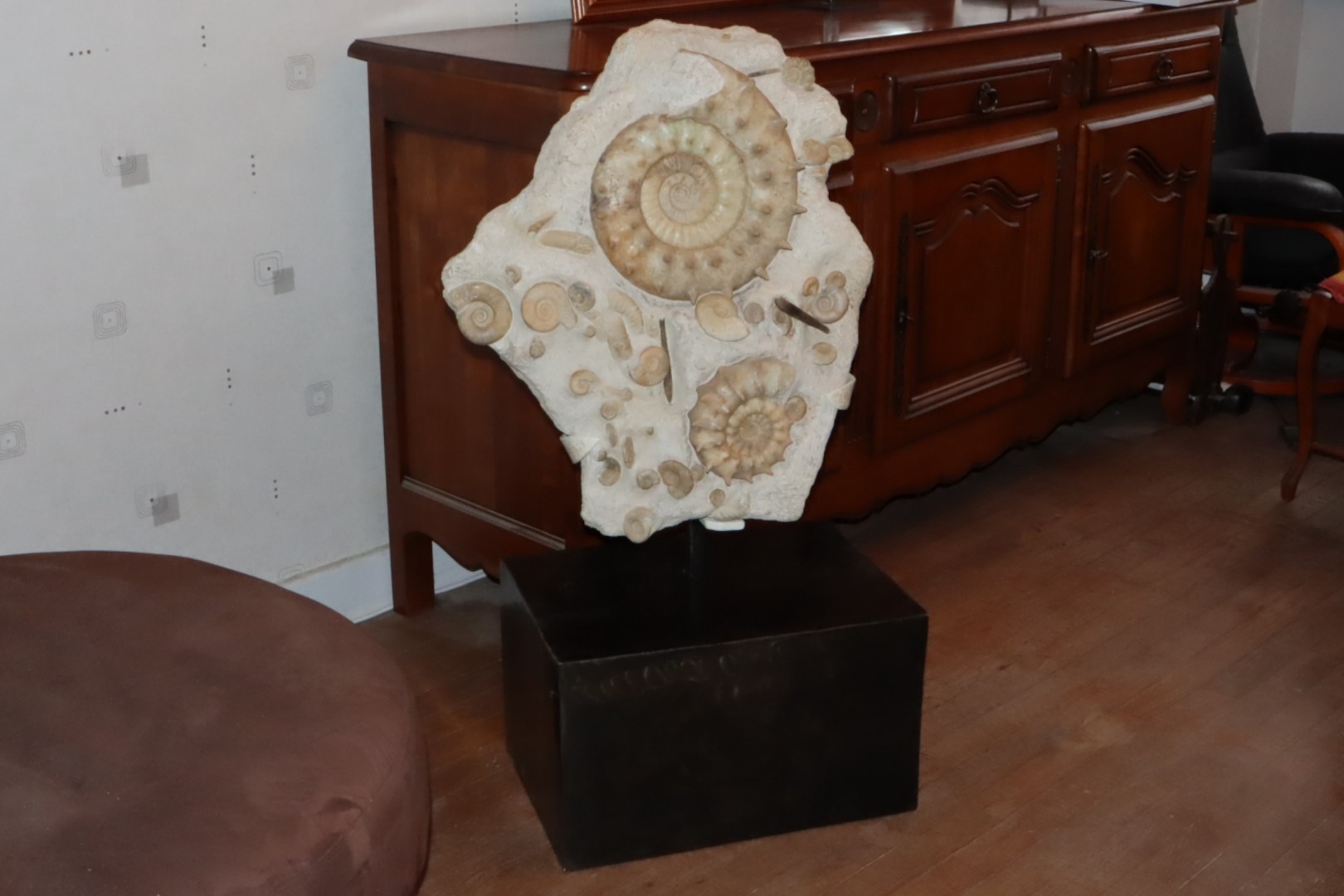 Middle Jurassic seabed with accumulation of rare ammonites