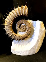 Spiny French ammonite CRIOCERATITES NOLANI