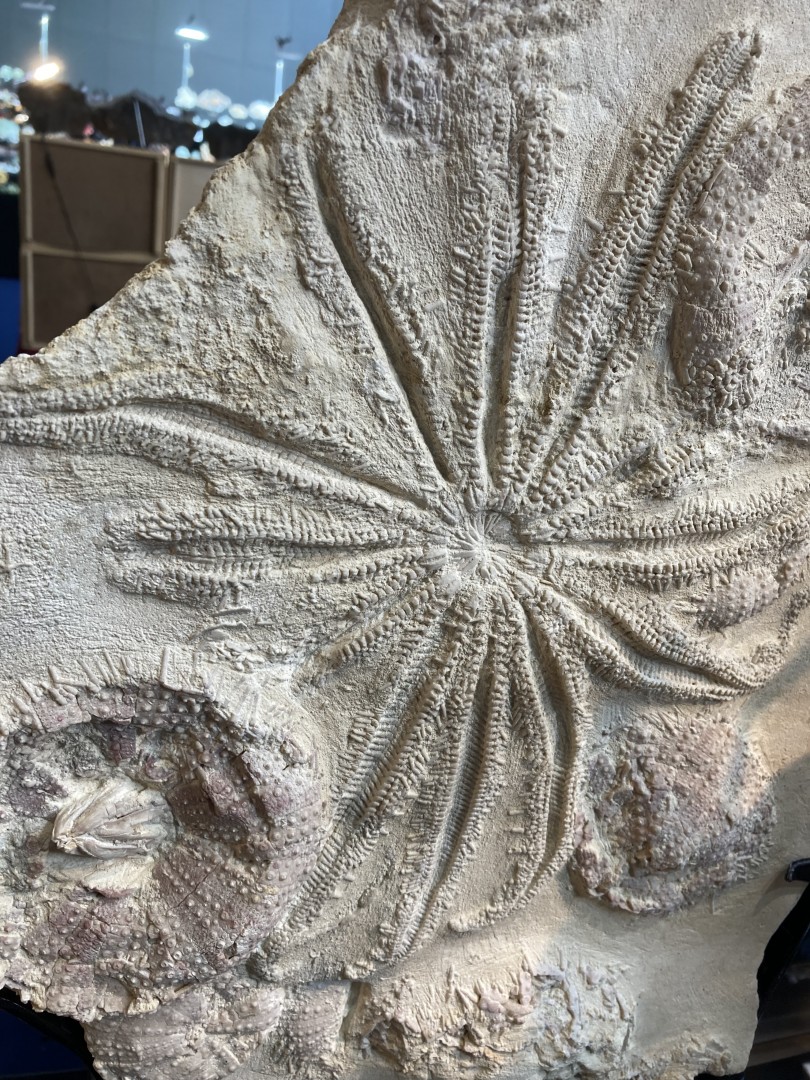 rare starfish, 12 arms, miocene, Lacoste, France