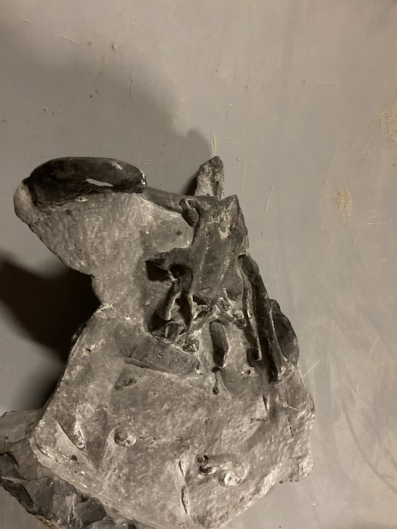 unique specimen primitive shark skull • devonian • Morocco