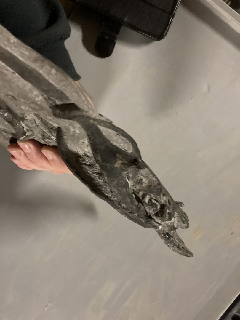 unique specimen primitive shark skull • devonian • Morocco