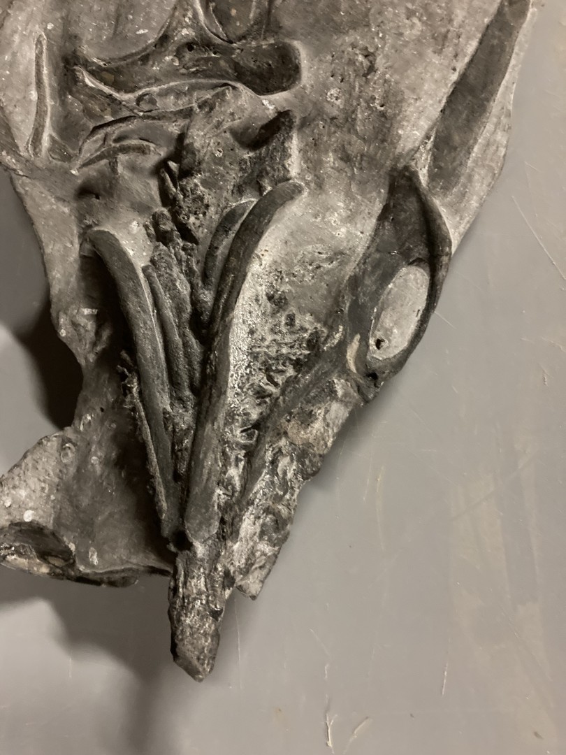 unique specimen primitive shark skull • devonian • Morocco