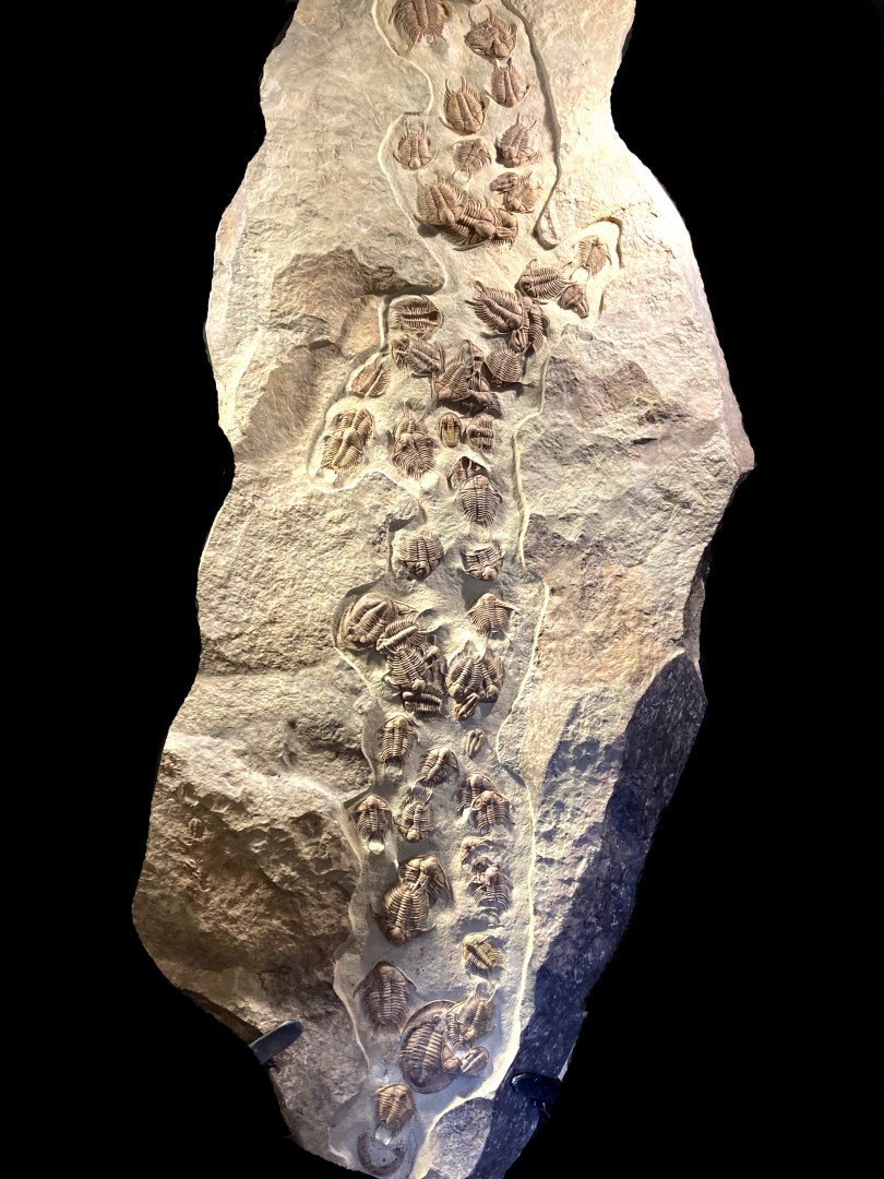 Fine fossils