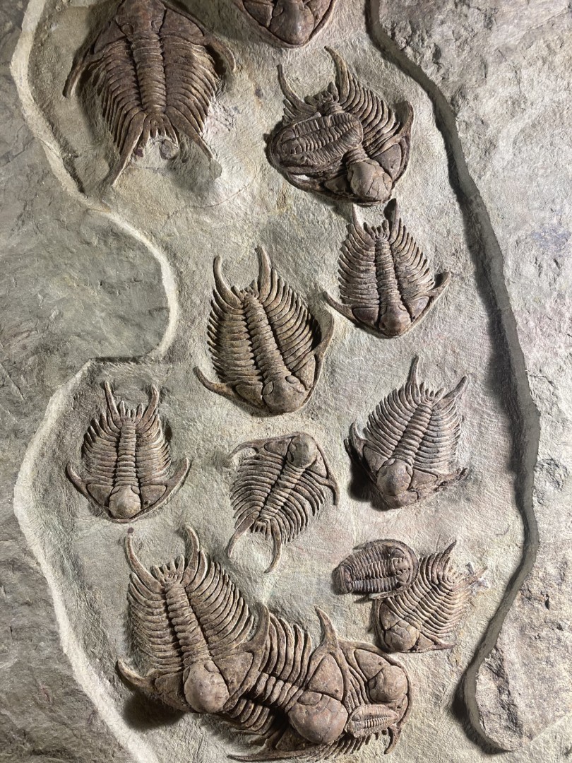 gorgeous trilobites foulonia slab from fezouata formation • Morocco