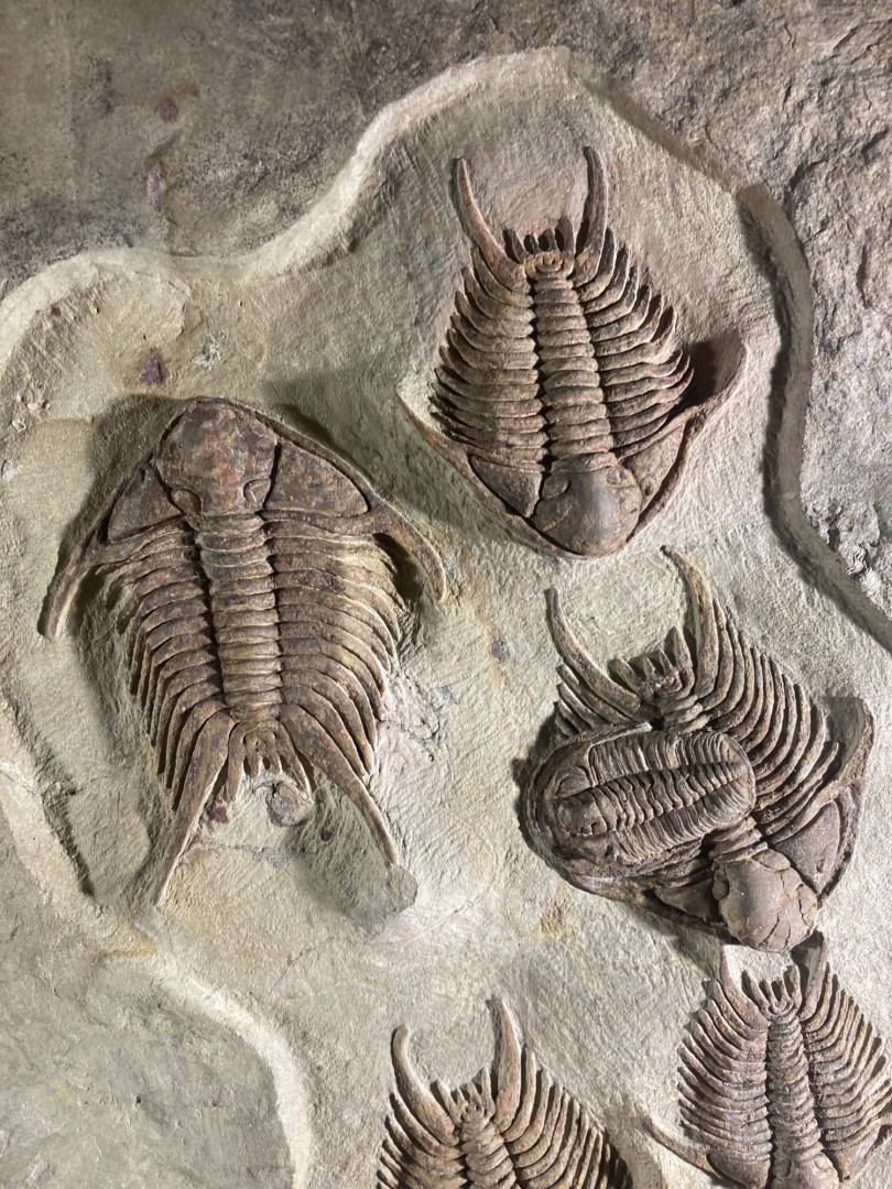 gorgeous trilobites foulonia slab from fezouata formation • Morocco