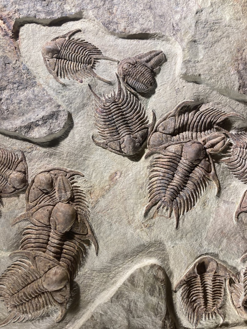 gorgeous trilobites foulonia slab from fezouata formation • Morocco