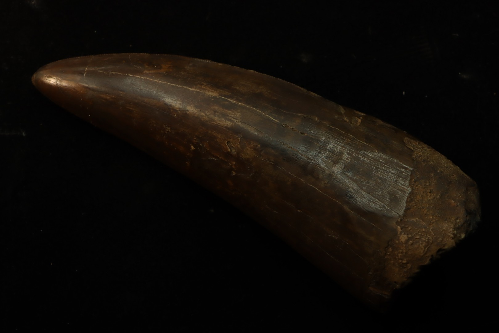 T•Rex tooth (13 cm) • Hell Creek fmt, S. Dakota, USA