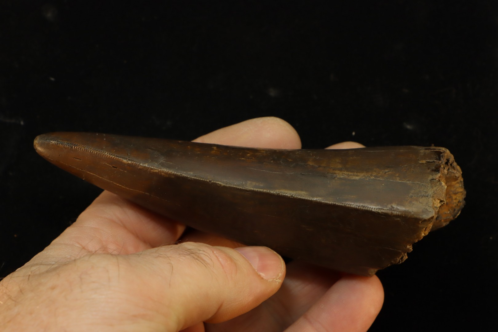 T•Rex tooth (13 cm) • Hell Creek fmt, S. Dakota, USA