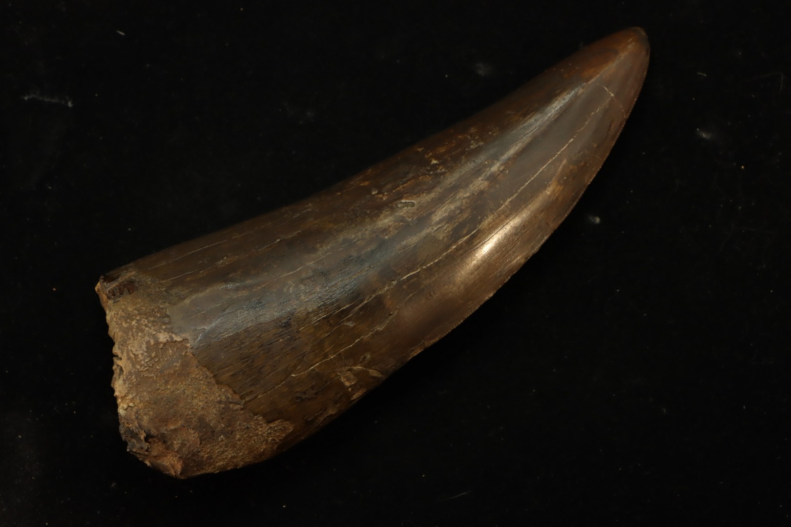 T•Rex tooth (13 cm) • Hell Creek fmt, S. Dakota, USA