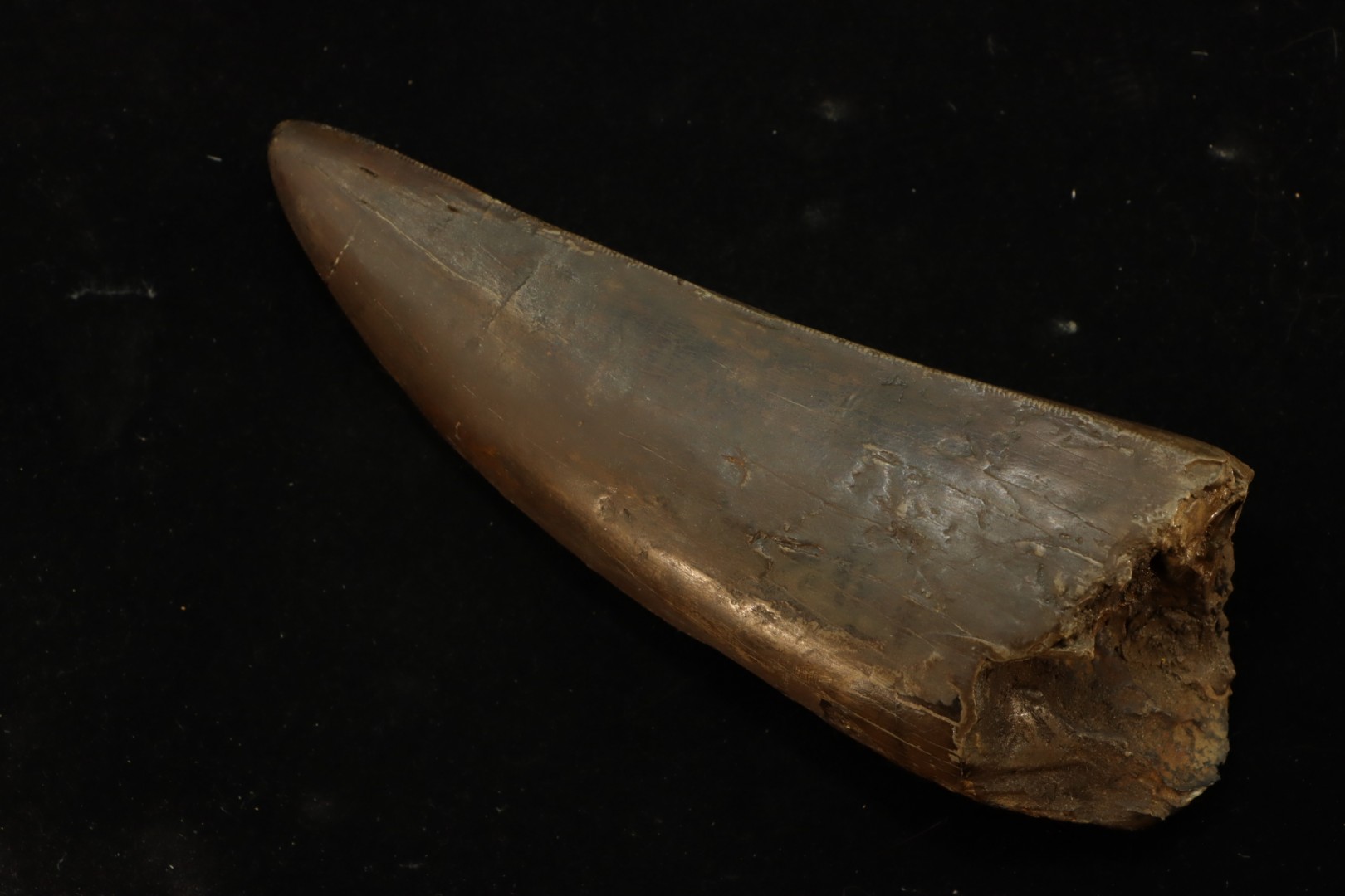 T•Rex tooth (13 cm) • Hell Creek fmt, S. Dakota, USA