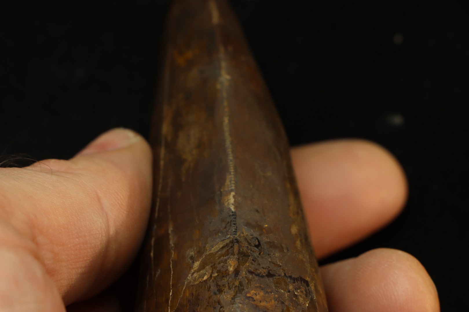 T•Rex tooth (13 cm) • Hell Creek fmt, S. Dakota, USA