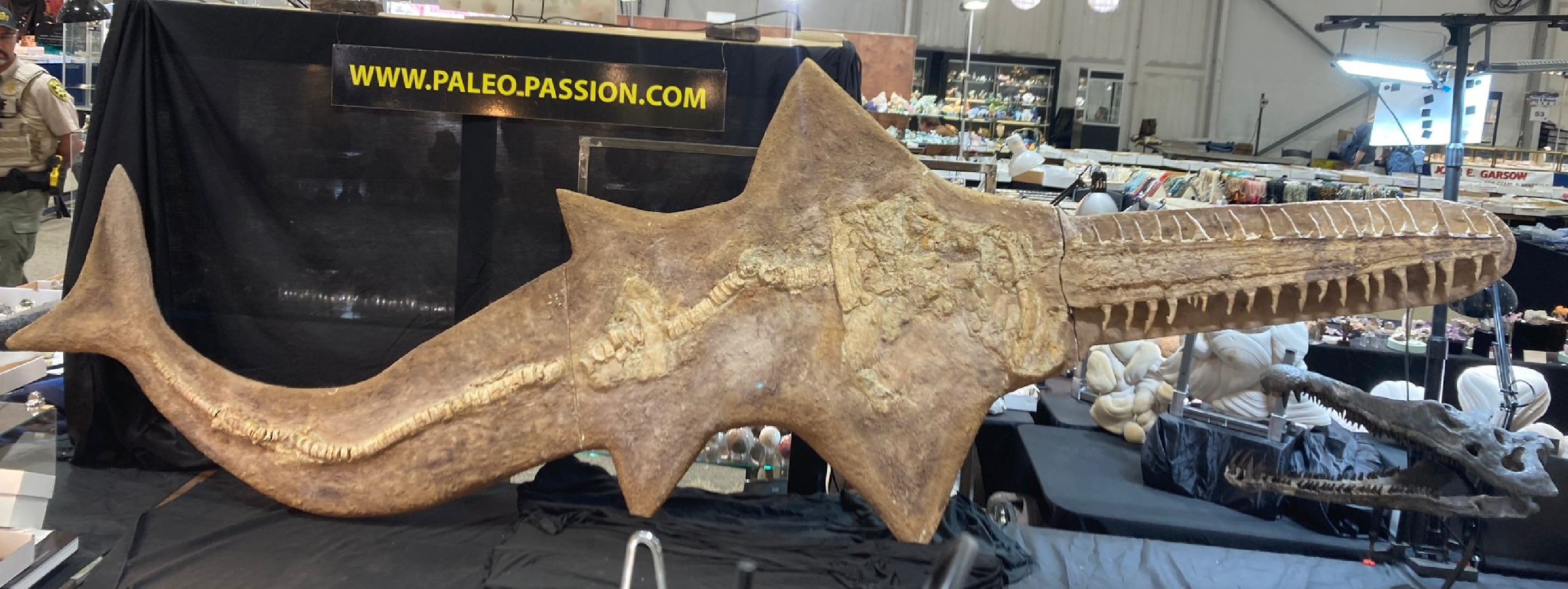 complet saw fish Onchopristis numidus