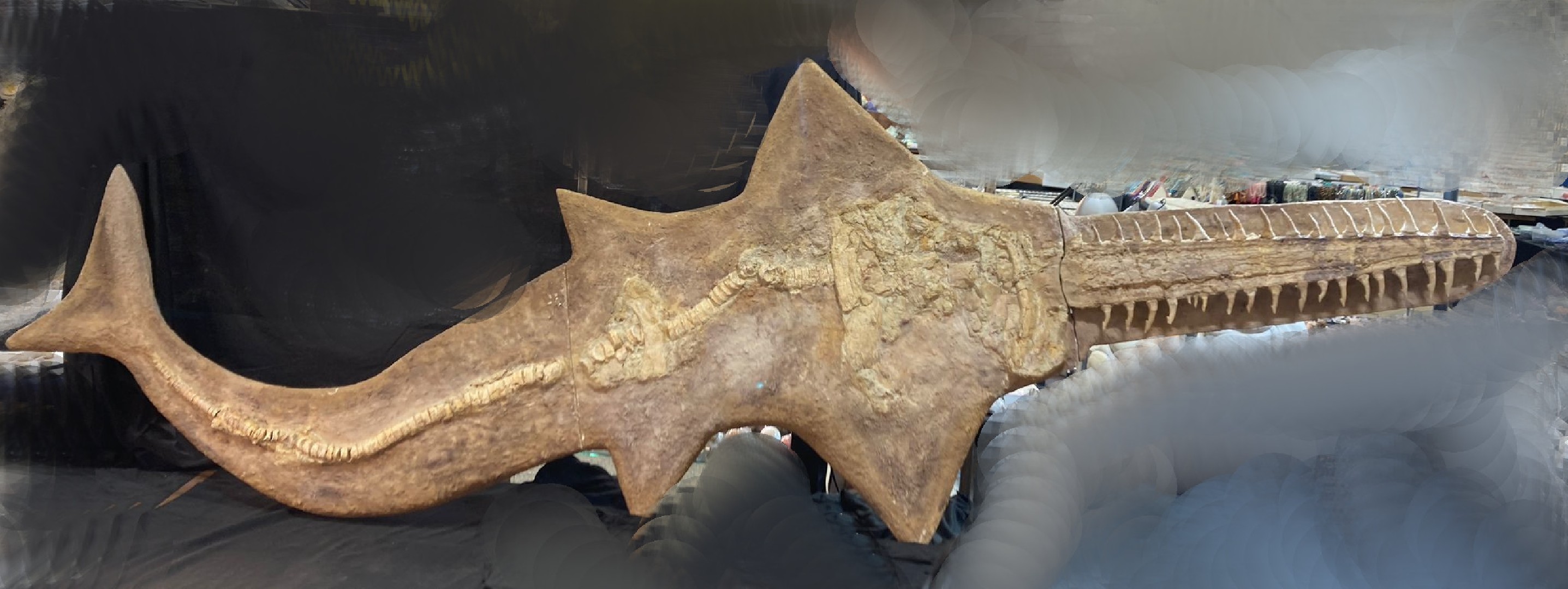 complet saw fish Onchopristis numidus