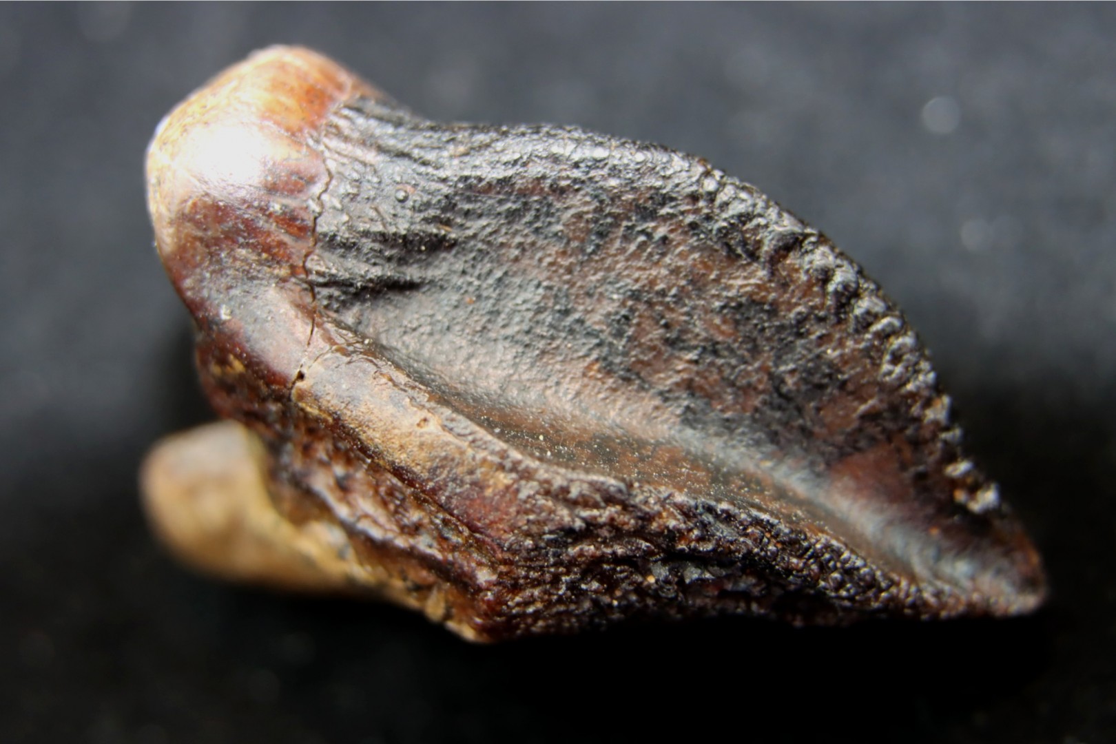 Triceratops horridus tooth