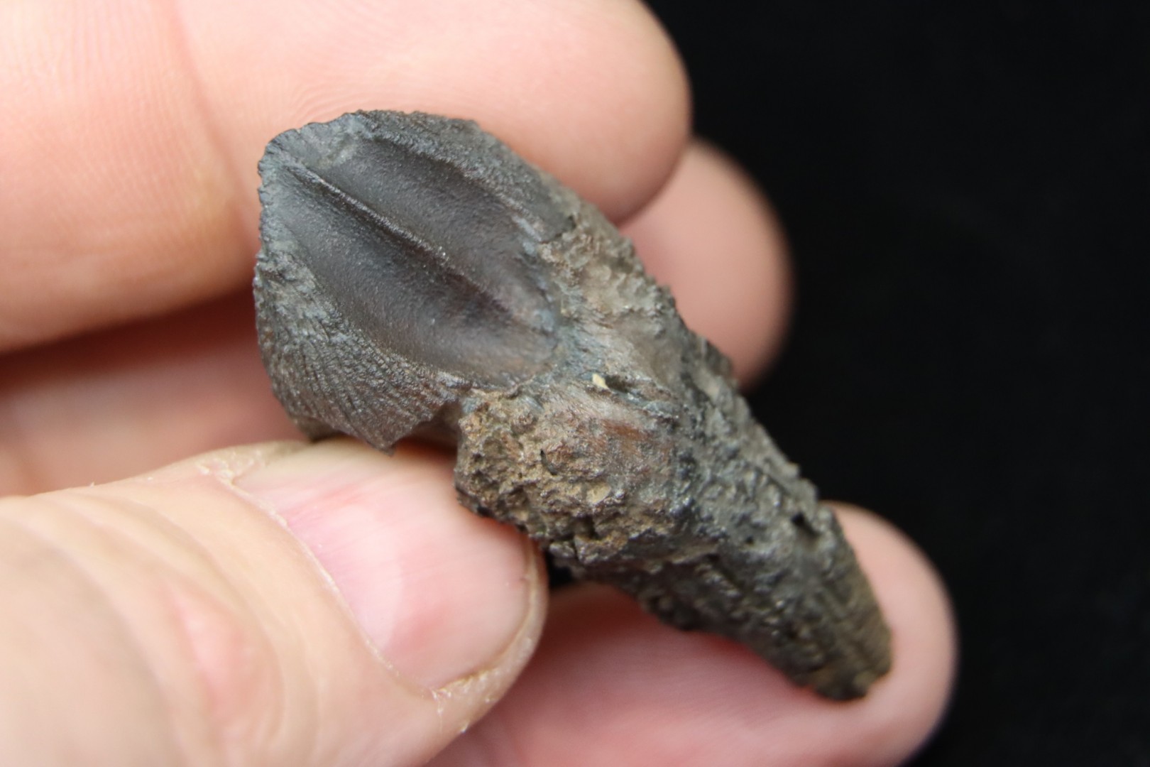 Big size triceratops horridus tooth